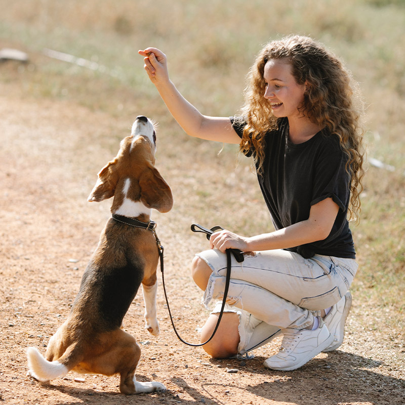 4 Reasons Dog Training Is Good for Your Pup – and YOU - Anderson Humane