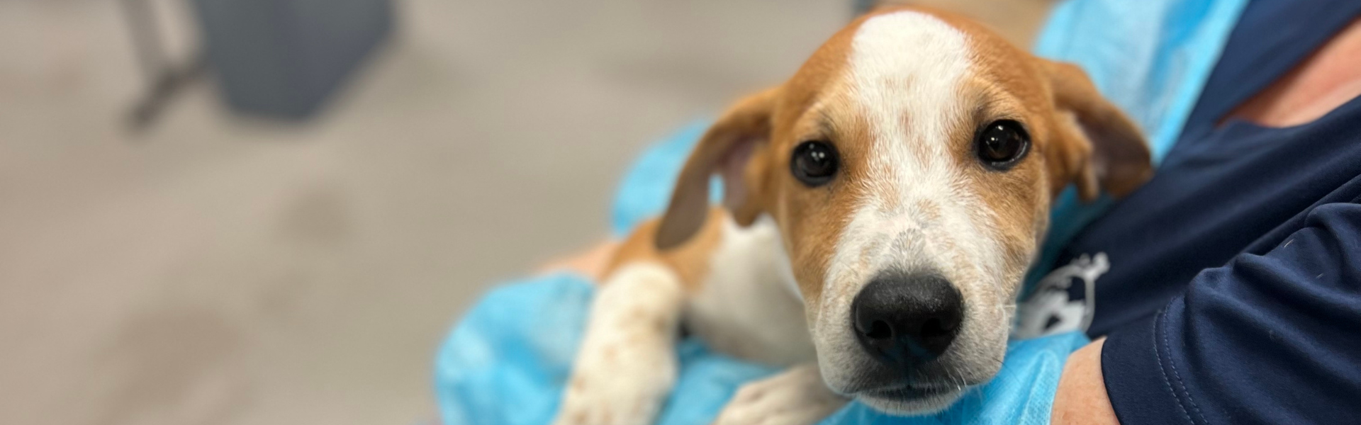 Home - Anderson Humane