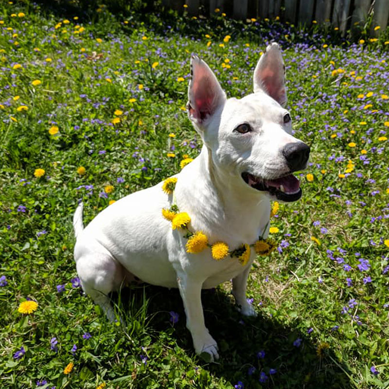 The Unexpected Rescue - Anderson Humane