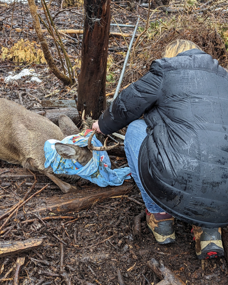 Wildlife Allies Give a Deer a New Lease on Life - Anderson Humane