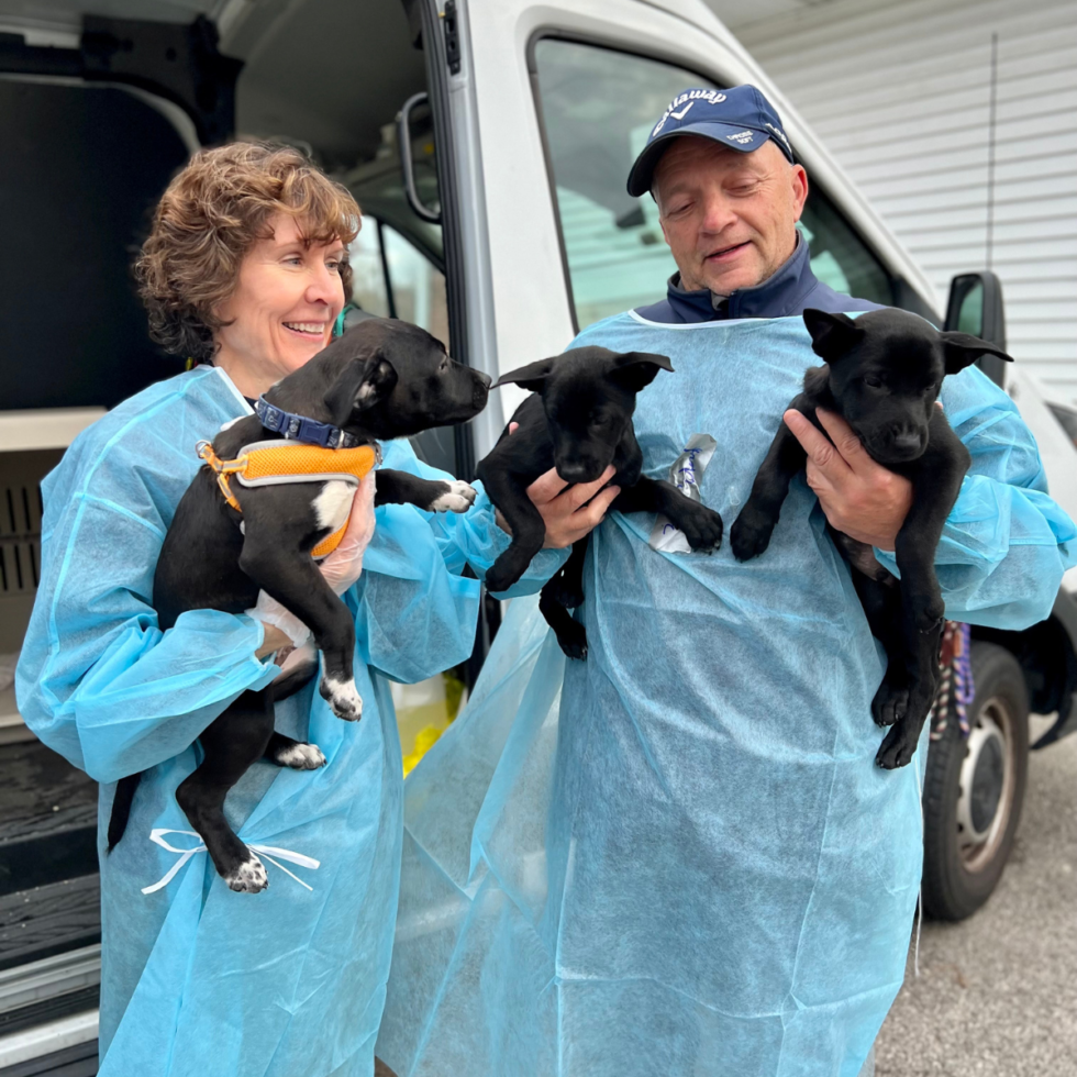 Volunteer Page - Anderson Humane