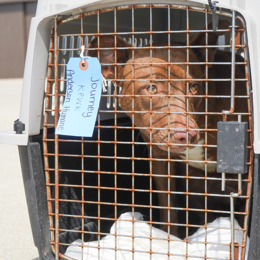 Saving Lives on the Fly - Anderson Humane