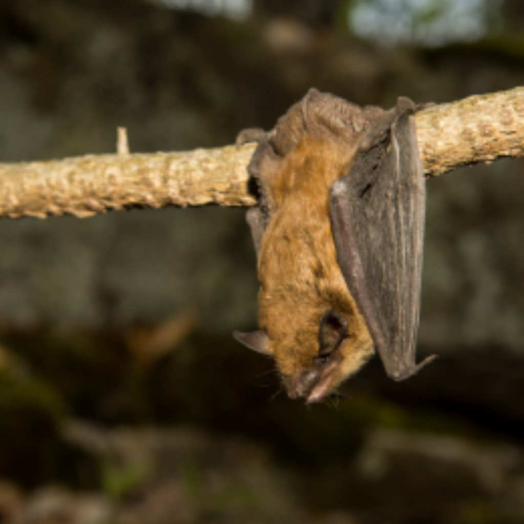 Wildlife - Anderson Humane