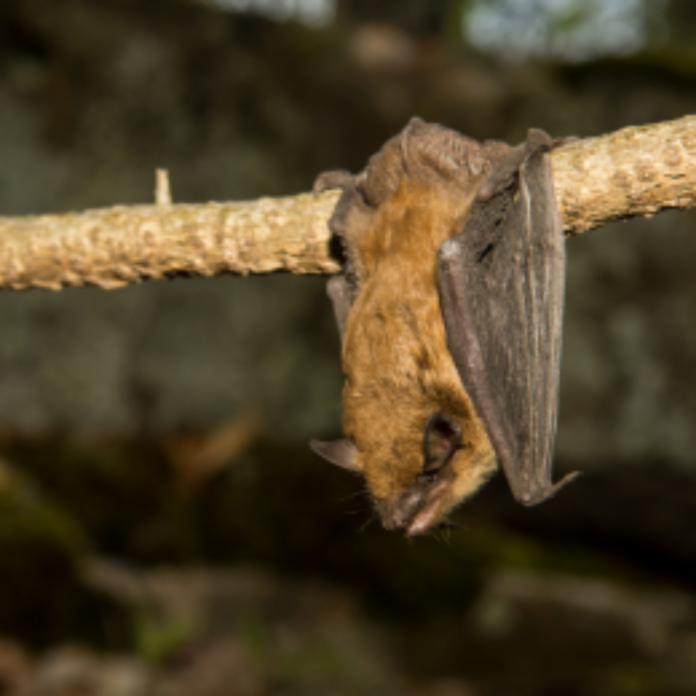 Wildlife - Anderson Humane