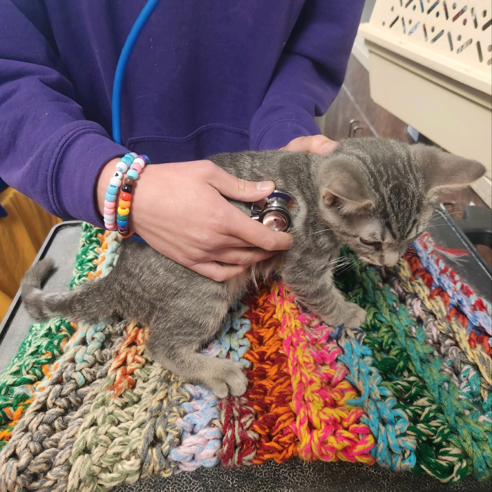 Volunteer Page - Anderson Humane