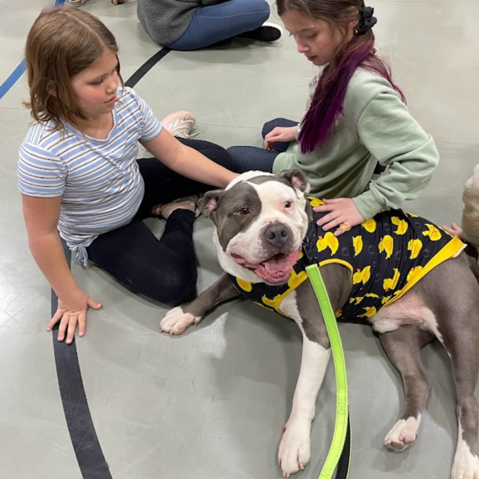 Volunteer Page - Anderson Humane