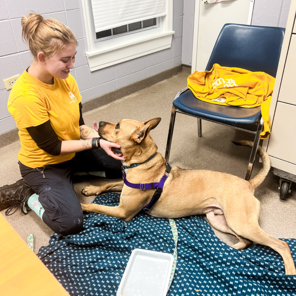 Internships - Anderson Humane