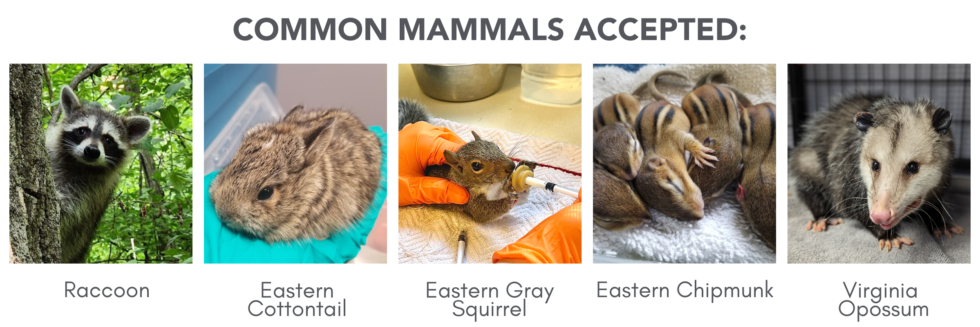 Wildlife - Anderson Humane