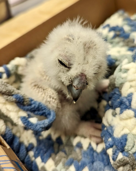 Wildlife - Anderson Humane