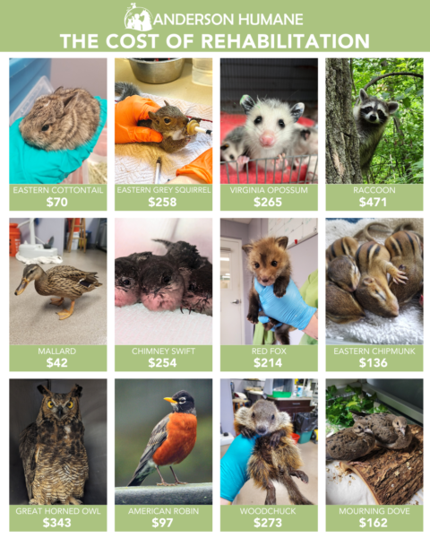 Wildlife - Anderson Humane