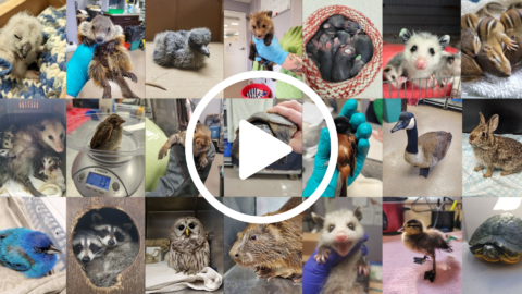 Wildlife - Anderson Humane