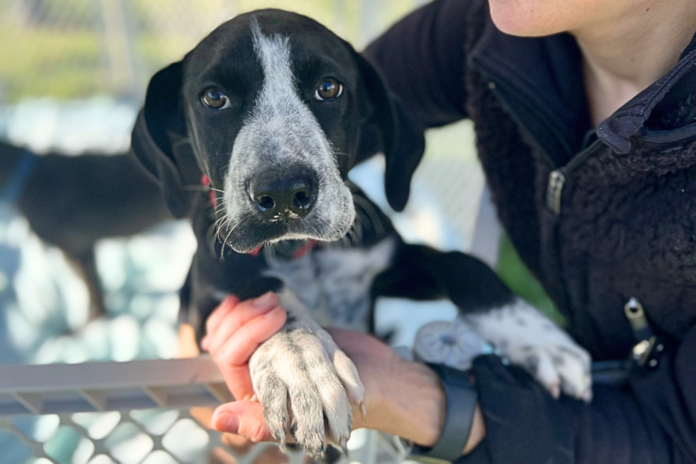 The Road Home with Brillance Subaru - Anderson Humane