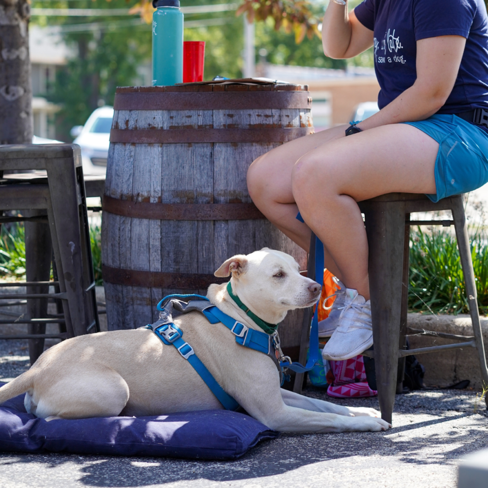Training Classes - Anderson Humane