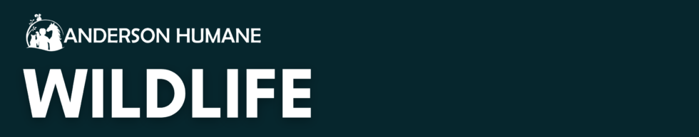 Wildlife - Anderson Humane