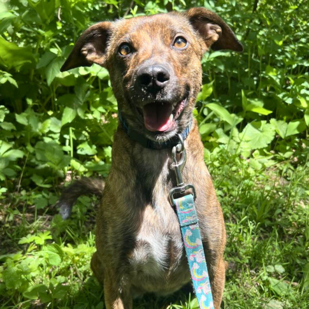 Adoption Event: South Elgin Petco - Anderson Humane