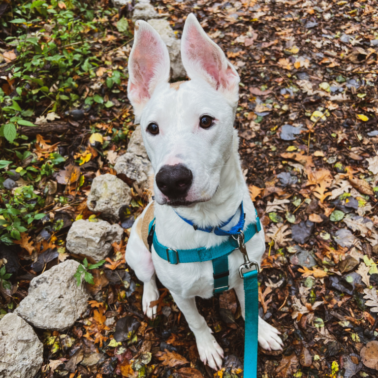 Elgin Chamber - Adoption Event - Anderson Humane