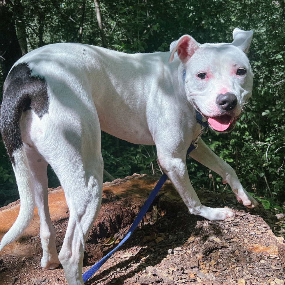 Training Classes - Anderson Humane