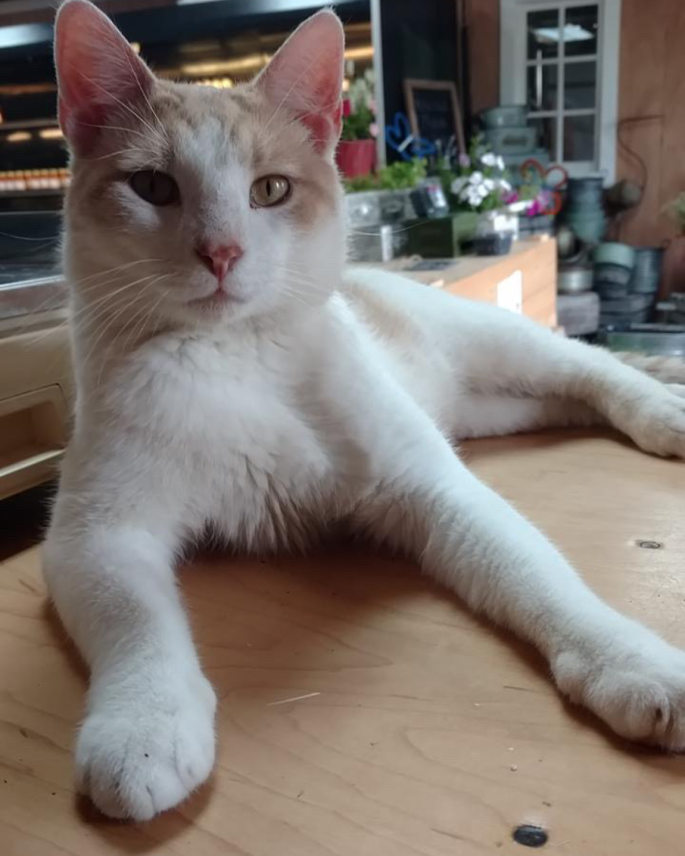 Working Cats - Anderson Humane