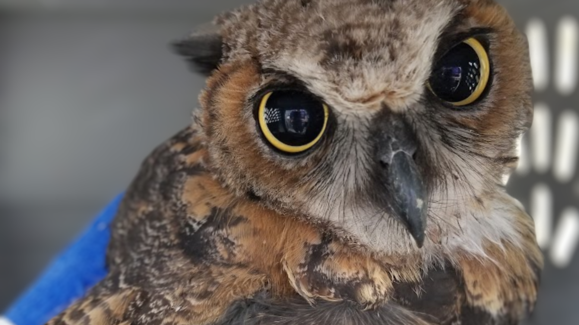 Home - Anderson Humane