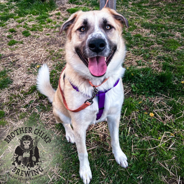 Pints for Pups - Anderson Humane