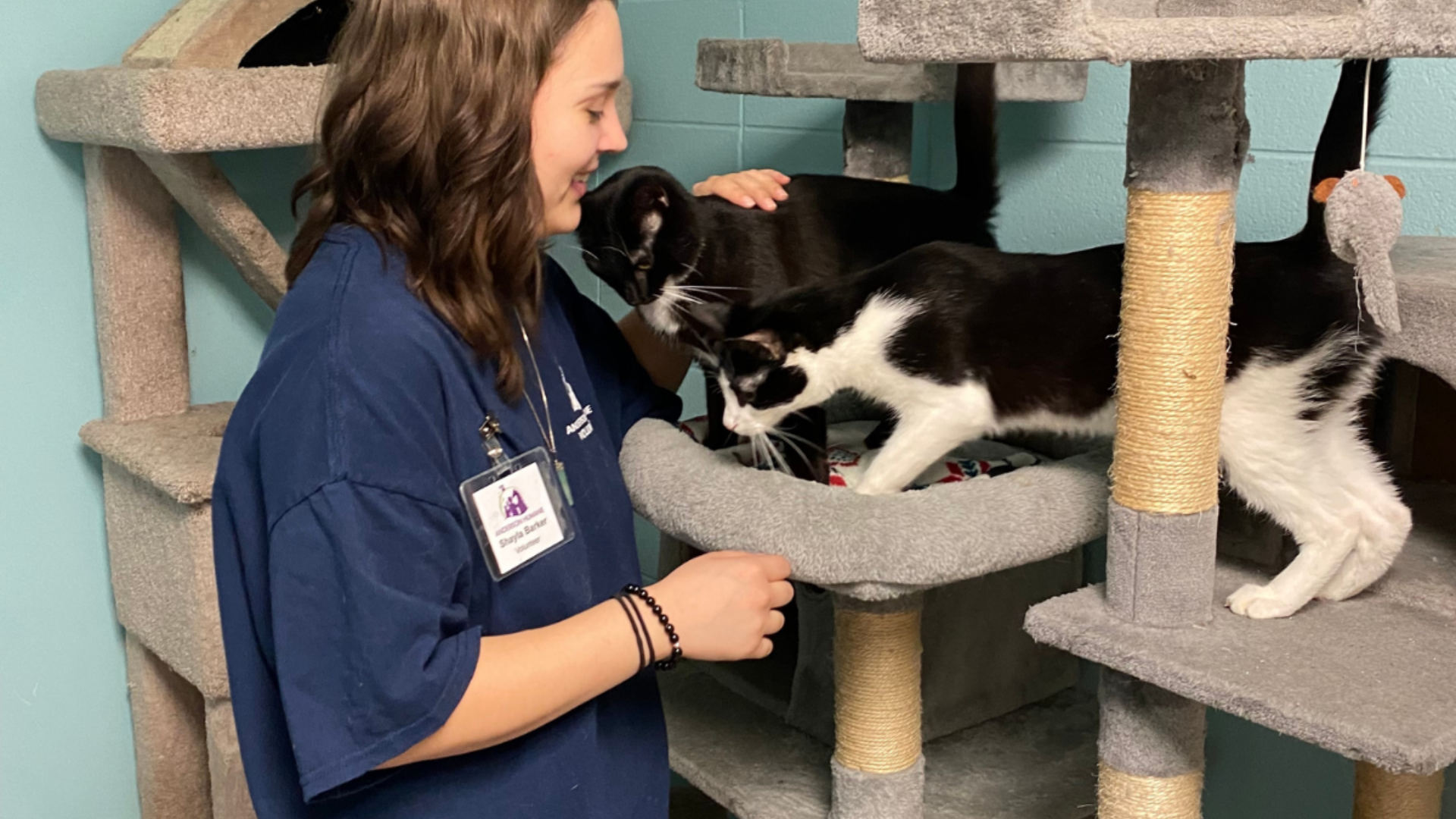 Home - Anderson Humane