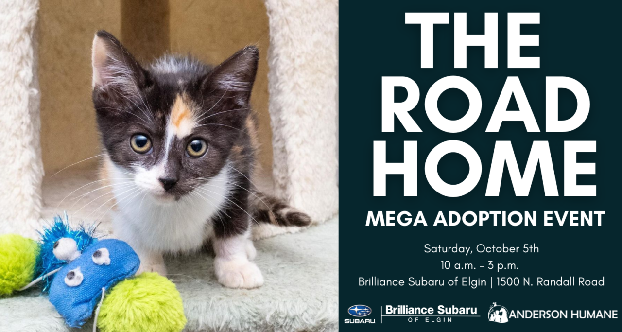 The Road Home with Brillance Subaru - Anderson Humane