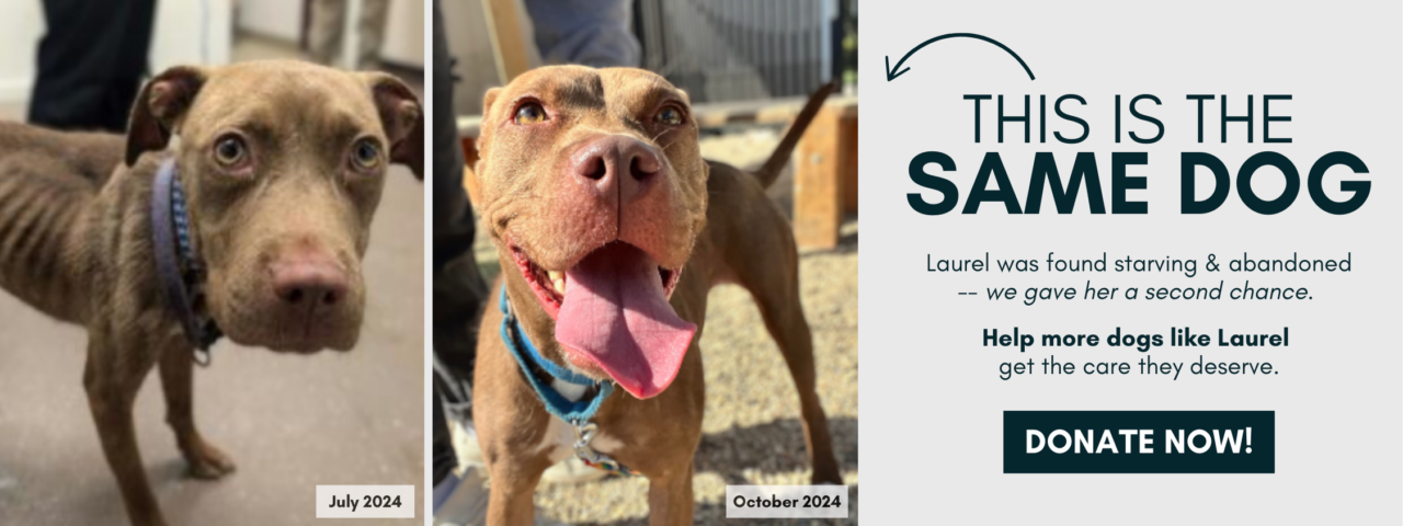 Home - Anderson Humane