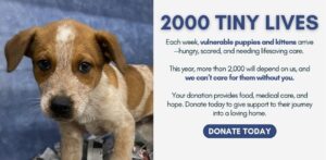 Home - Anderson Humane