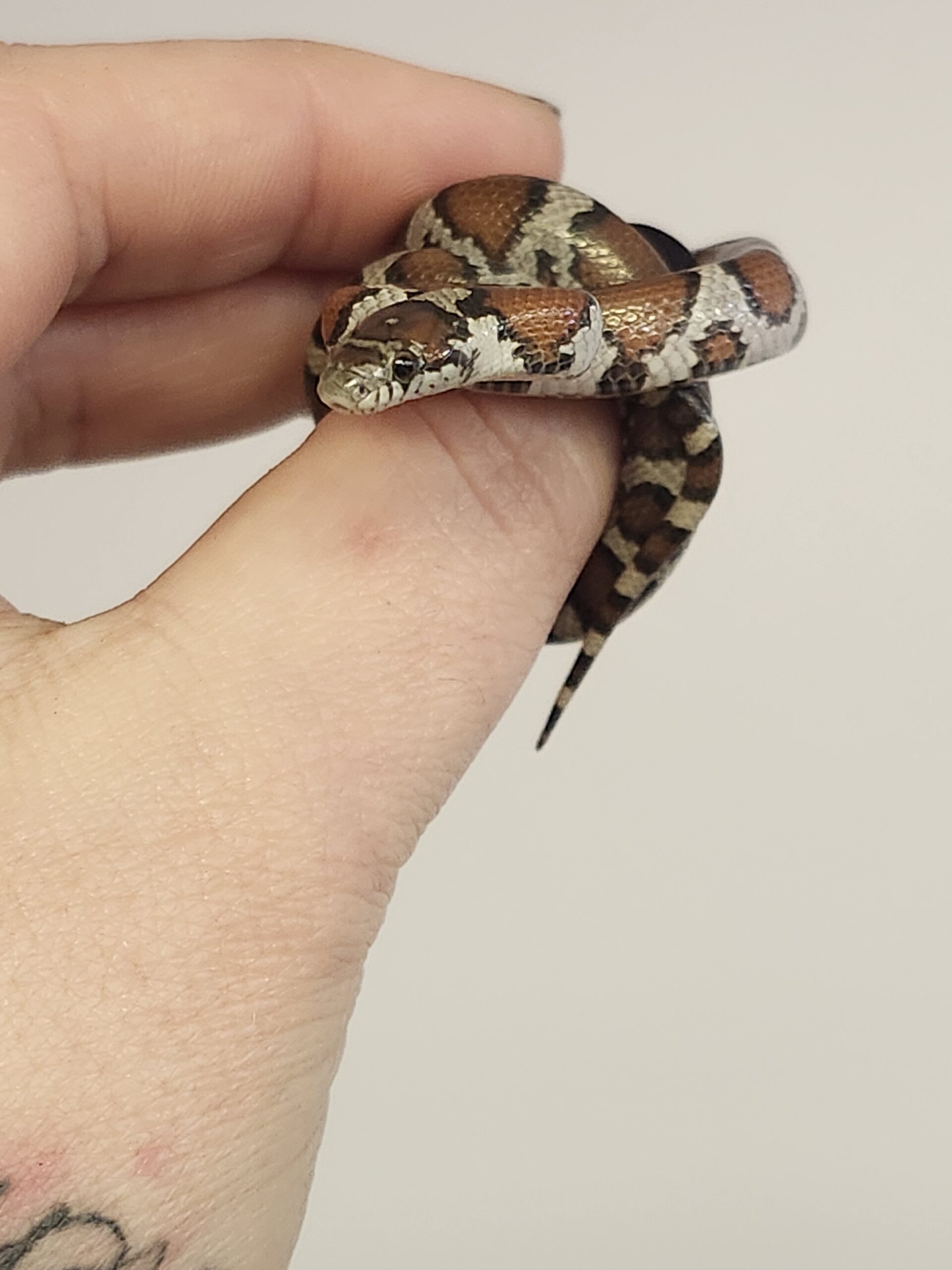 Meet Lottie: The Snake Helping People Face Their Fears - Anderson Humane