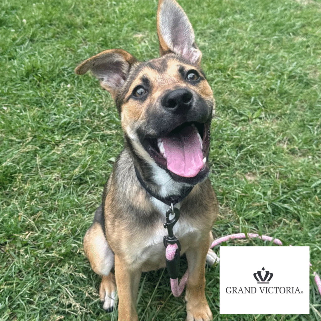 Grand Victoria - Adoption Event - Anderson Humane