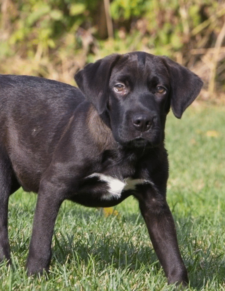 Milestone Moment: Our 3,000th Adoption! Meet Lionel - Anderson Humane