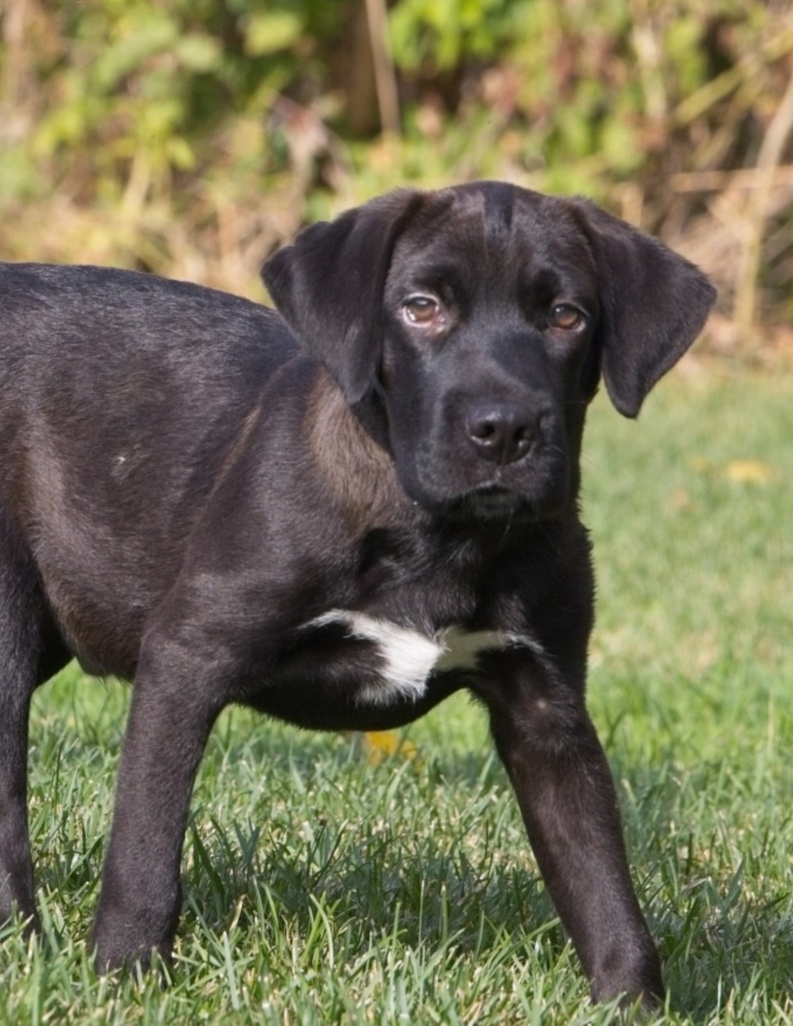 Home - Anderson Humane