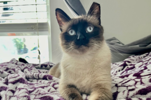 60 Stories in 60 Days: Learning to Be a Cat - Anderson Humane