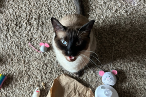 60 Stories in 60 Days: Learning to Be a Cat - Anderson Humane