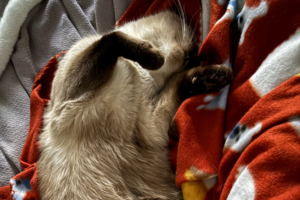 60 Stories in 60 Days: Learning to Be a Cat - Anderson Humane