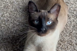 60 Stories in 60 Days: Learning to Be a Cat - Anderson Humane