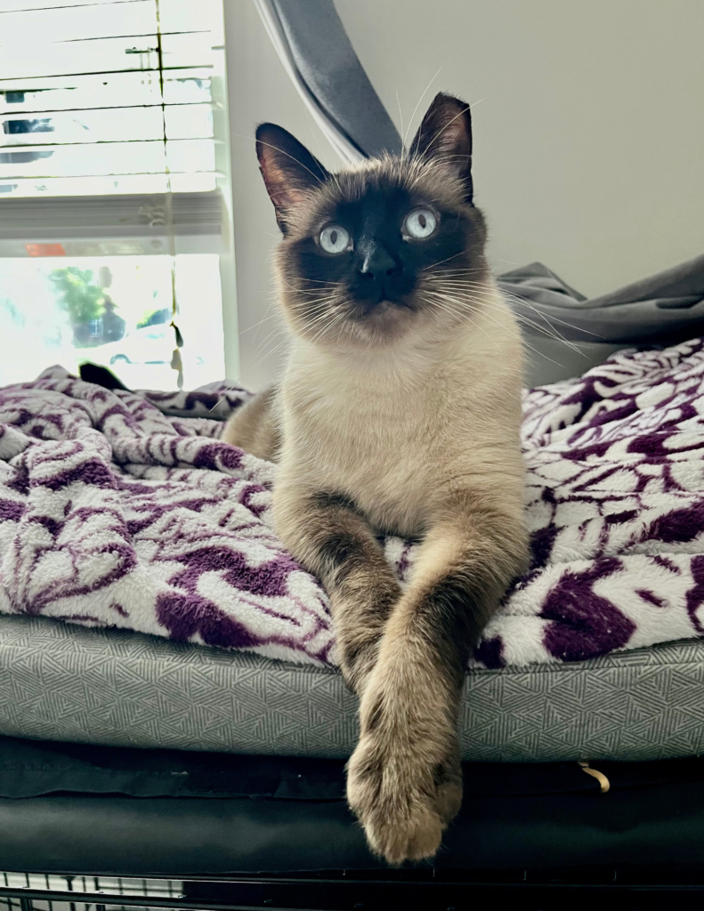 60 Stories in 60 Days: Learning to Be a Cat - Anderson Humane